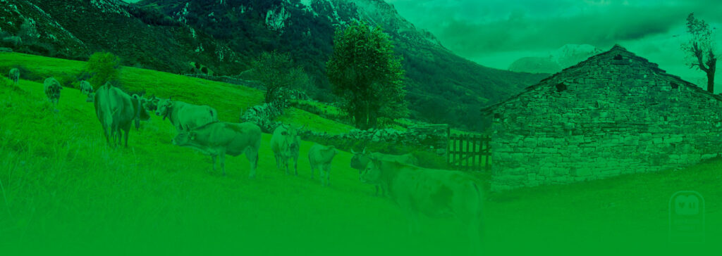 Ternera Asturiana, medalla de plata en el podio digital de las IGP y DO ...